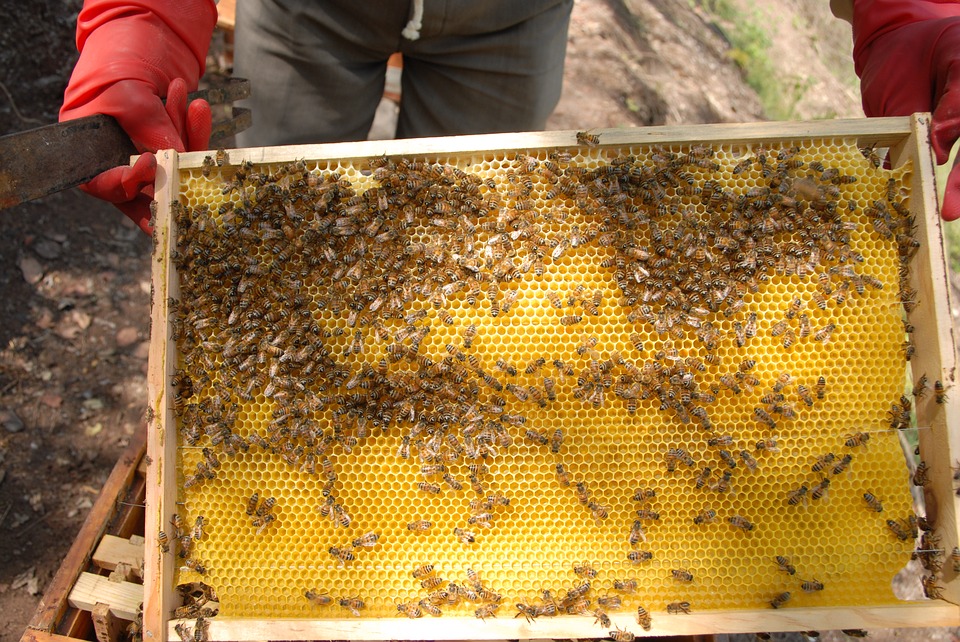à Foix, ils œuvrent pour le développement d’une apiculture durable en ...