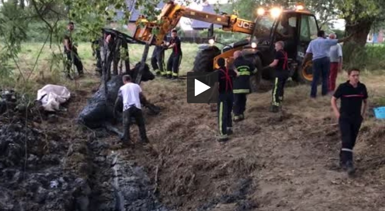 Nord. les pompiers sauvent une vache coincée dans un bourbier