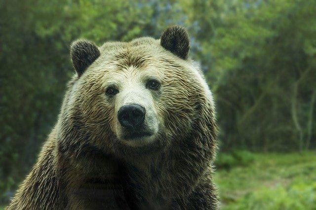 Mort de l'ours Cachou à quelques kilomètres de Bagnères de Luchon